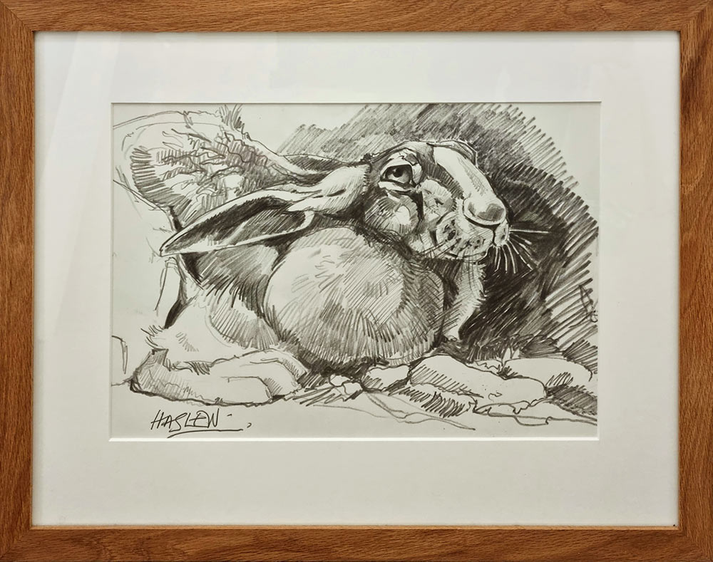 Hare Study, Pencil By Andrew Haslen At Norton Way Gallery