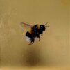 Bumble Bee II By Clive Meredith At Norton Way Gallery